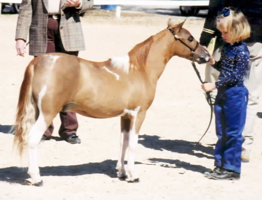 AMHA/AMHR Miniature Horses